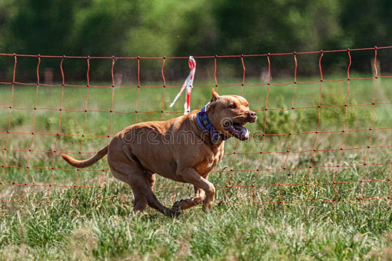 Pit Bull Lifted Off the Ground during the Dog Race Competition Stock ...
