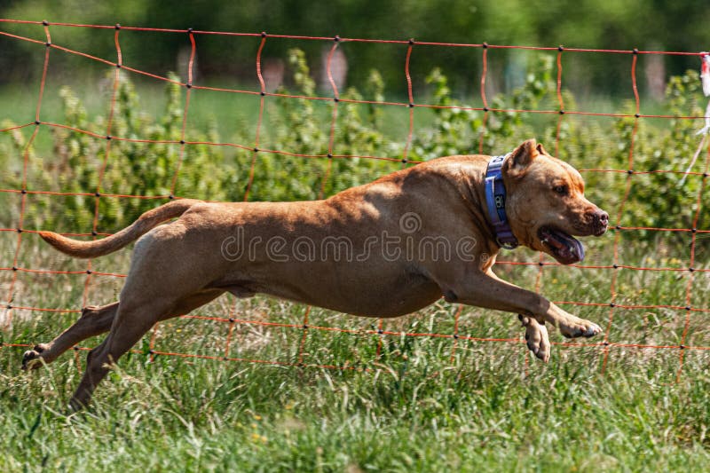 Pit Bull Lifted Off the Ground during the Dog Race Competition Stock ...