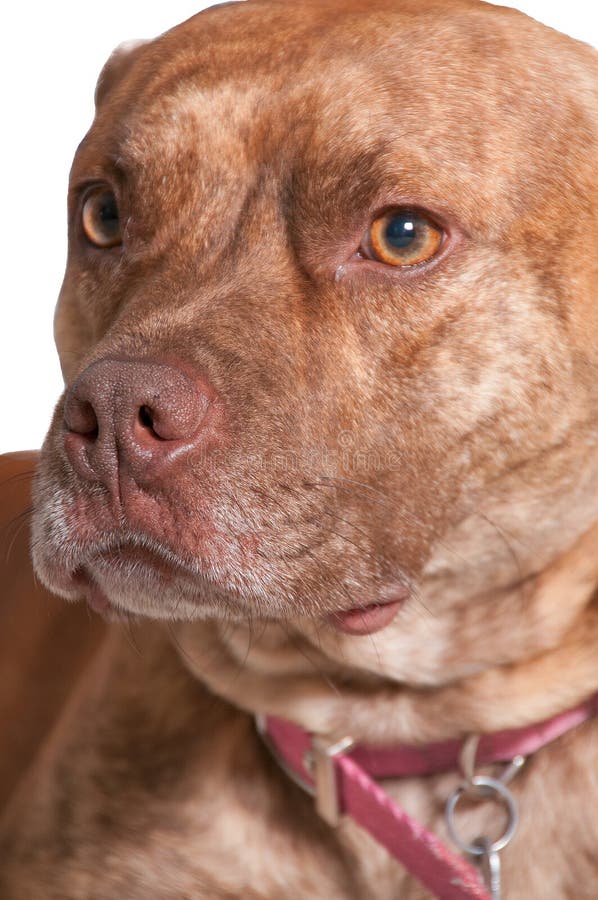 Pit Bull Mix Dog stock photo. Image of animal, breed - 41196288