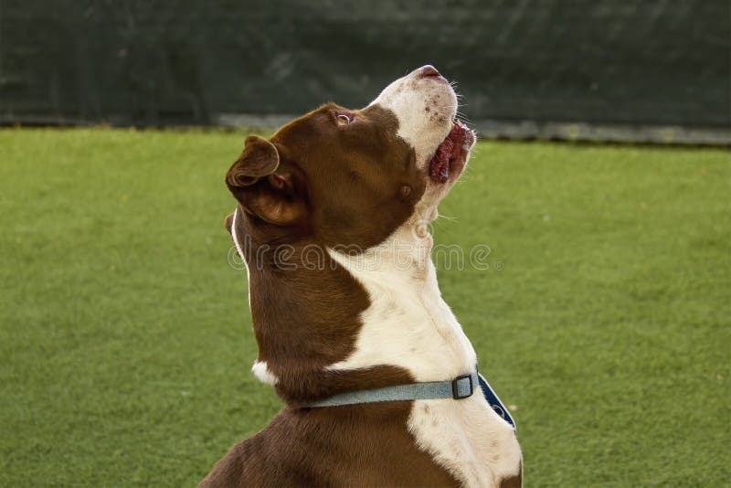Pit Bull Mix Rescue Dog during Training in a Rescue Facility Stock ...