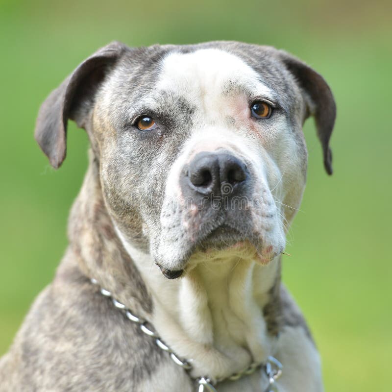 Pit bull stock image. Image of green, nature, american - 42869415