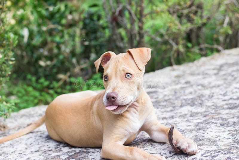 Pit bull puppy stock image. Image of puppy, summer, playing - 101451043