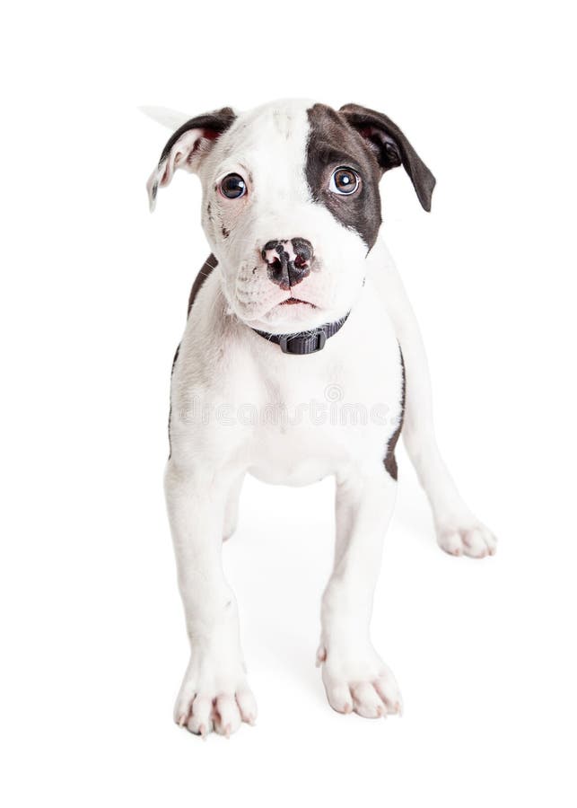 Pit Bull Puppy Looking stock image. Image of puppy, cute - 70322267