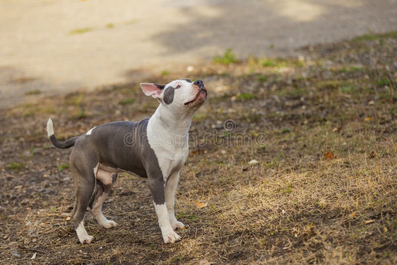 Pit Bull Puppy Playing on the Playground Stock Photo - Image of animal ...