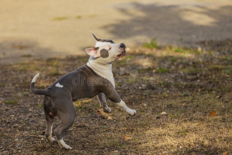 Pit Bull Puppy Playing on the Playground Stock Photo - Image of ...