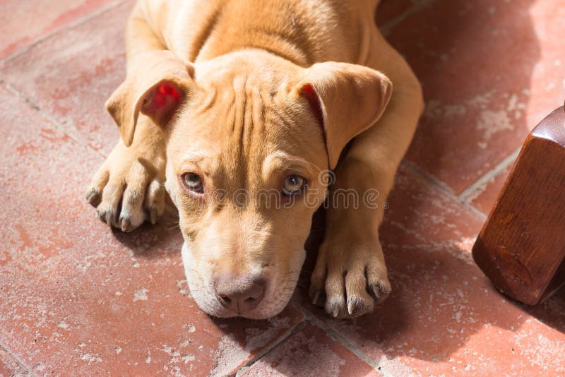 Pit bull puppy stock image. Image of bull, laying, house - 101452259