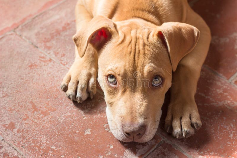 Pit bull puppy stock photo. Image of portrait, cute - 101455286