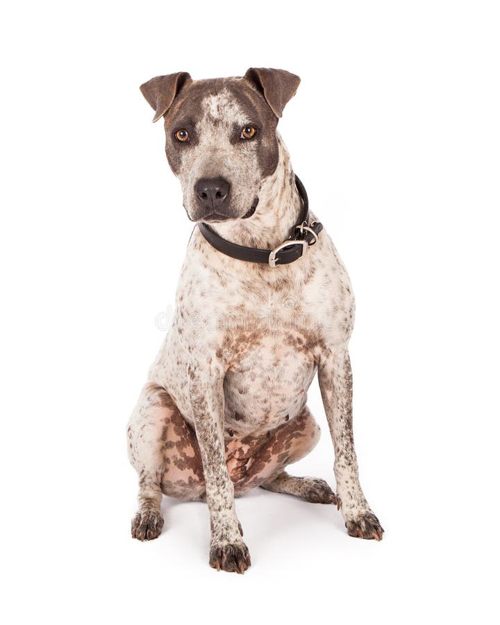 Pit Bull with Serious Expression Stock Photo - Image of staffordshire ...