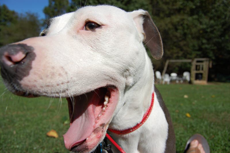 Pit bull smile stock image. Image of backyard, happily - 47799557