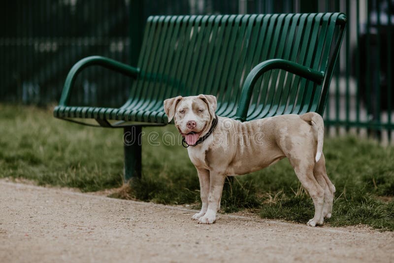 Pit Bull Standing Near a Bench with Its Mouth Wide Open in Park ...