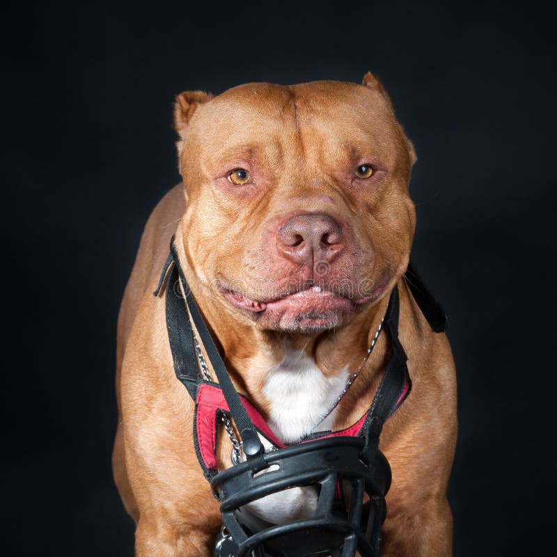Pit bull in studio stock image. Image of chest, breed - 102821601