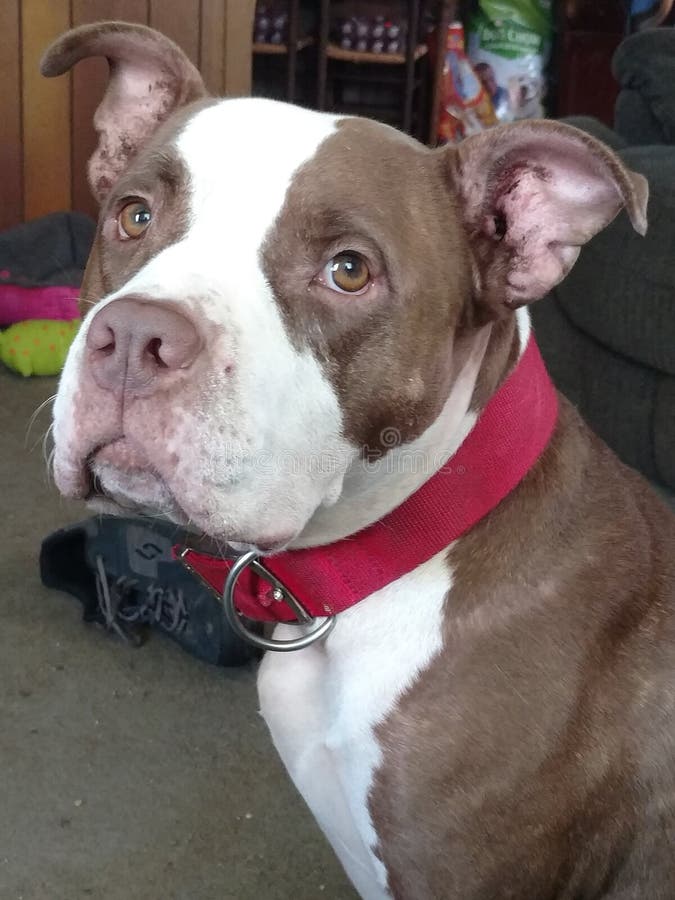 Pit bull stock photo. Image of bull, sully, wrinkles - 78684934