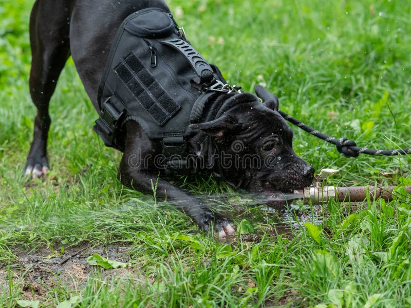 Pit Bull Terrier Breed Dog Drinks from a Pipe Outdoors. Stock Photo ...