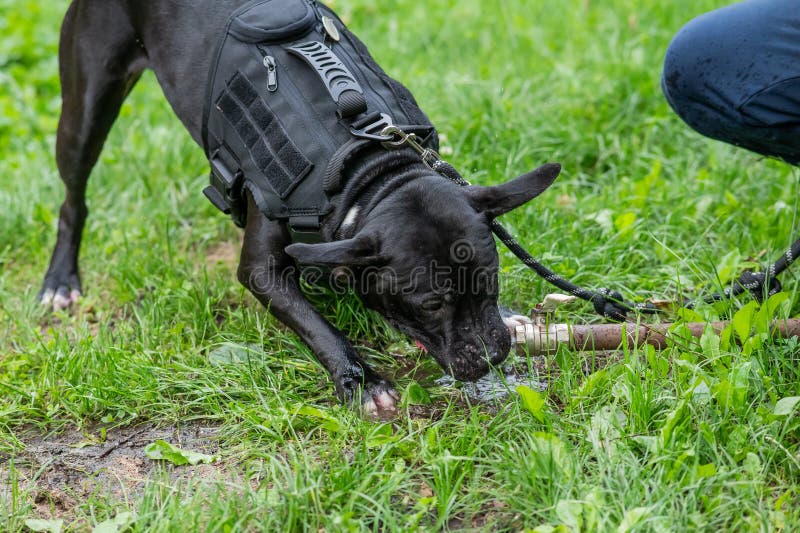 Pit Bull Terrier Breed Dog Drinks from a Pipe Outdoors. Stock Photo ...