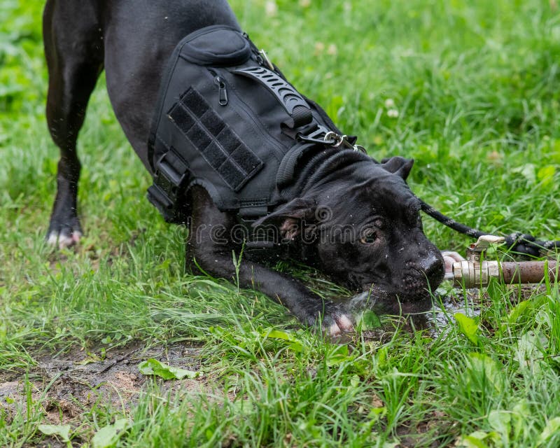 Pit Bull Terrier Breed Dog Drinks from a Pipe Outdoors. Stock Photo ...