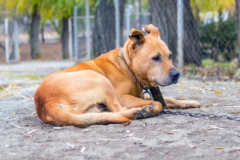 A Sad Pit Bull Dog on a Chain Lies in the Farm Yard Stock Image - Image ...