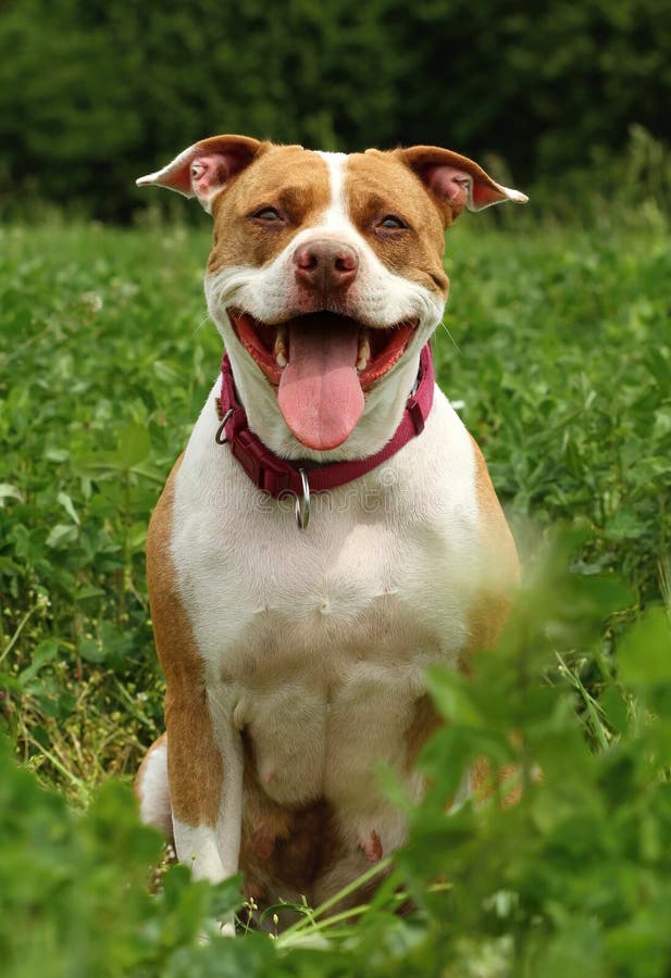Happy Pit Bull Smiling Stock Photos - Download 552 Royalty Free Photos