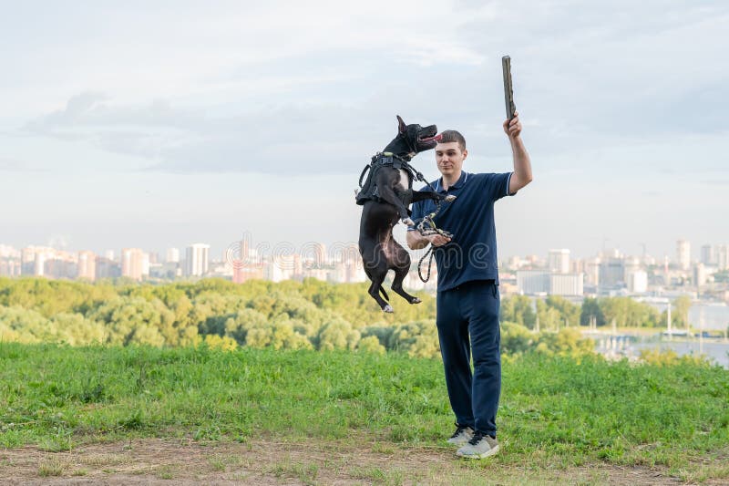 Pit Bull Terrier Jumps for a Stick. Guy Training a Dog. Stock Image ...