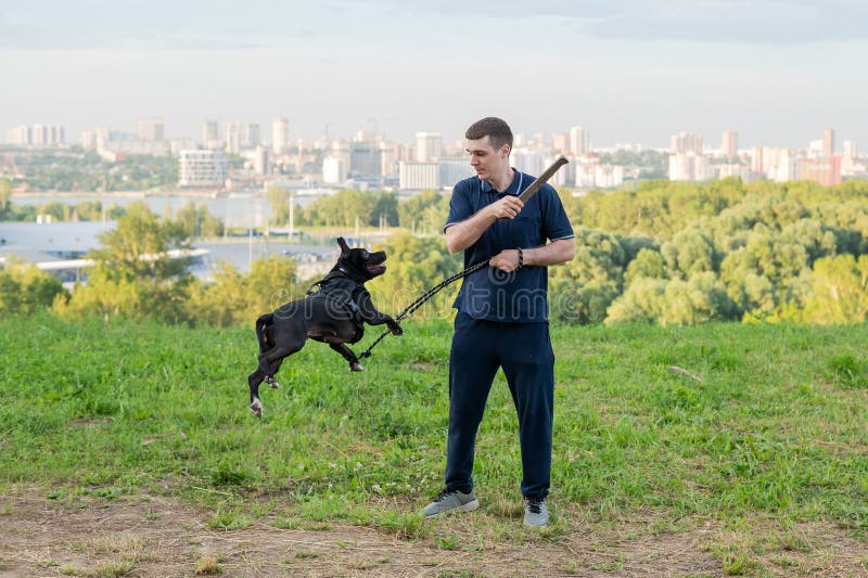 Pit Bull Terrier Jumps for a Stick. Guy Training a Dog. Stock Photo ...