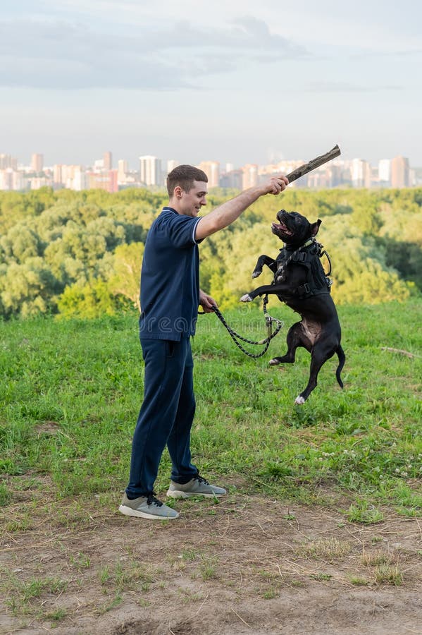 Pit Bull Terrier Jumps for a Stick. Guy Training a Dog. Vertical Photo ...