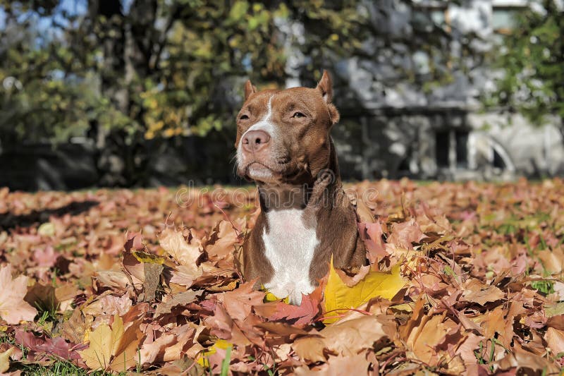 Pit Bull Terrier and Leaf Fall Stock Image - Image of cute, green: 48427467