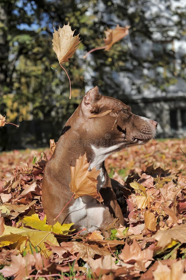 Pit Bull Terrier and Leaf Fall Stock Photo - Image of guard, laying ...