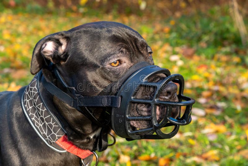 Pit bull terrier in muzzle stock image. Image of calm - 259716855