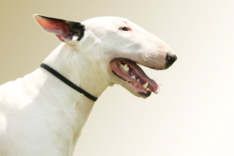 6+ Bull teeth terrier Free Stock Photos - StockFreeImages