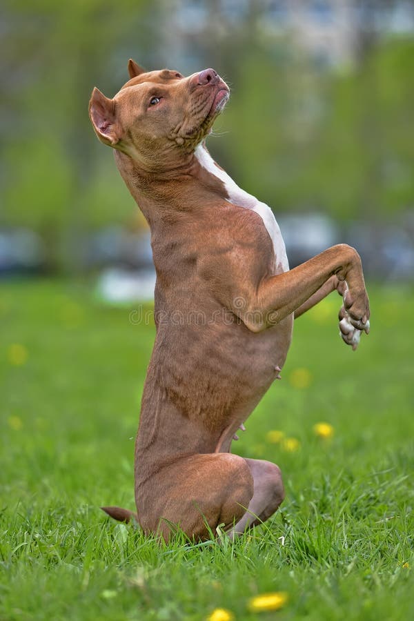 Pit bull terrier stands stock photo. Image of head, active - 100097588