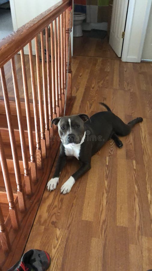 Pit bull stock image. Image of blue, bull, white, paws - 152179701