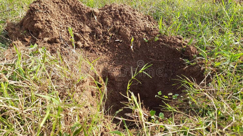 A Pit Dug for Planting a Sapling. Stock Footage - Video of digging ...