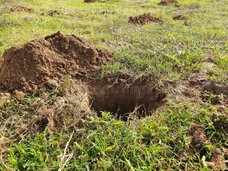 A Pit Dug for Planting a Sapling. Stock Photo - Image of digging ...