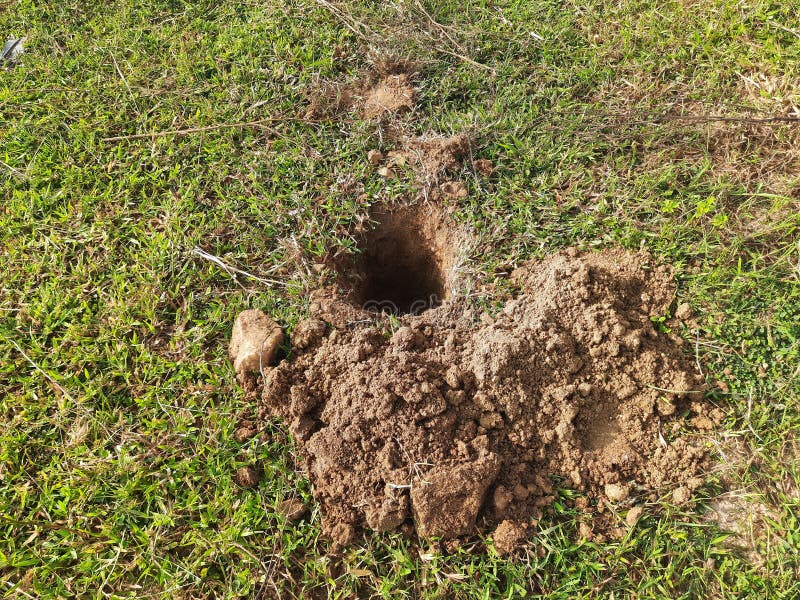 A Pit Dug for Planting a Sapling. Stock Image - Image of digging ...