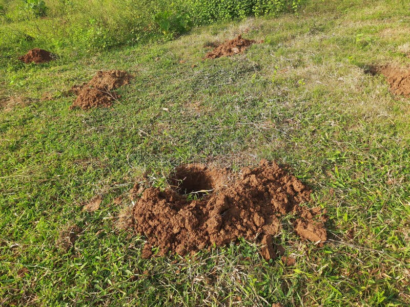A Pit Dug for Planting a Sapling. Stock Photo - Image of agriculture ...
