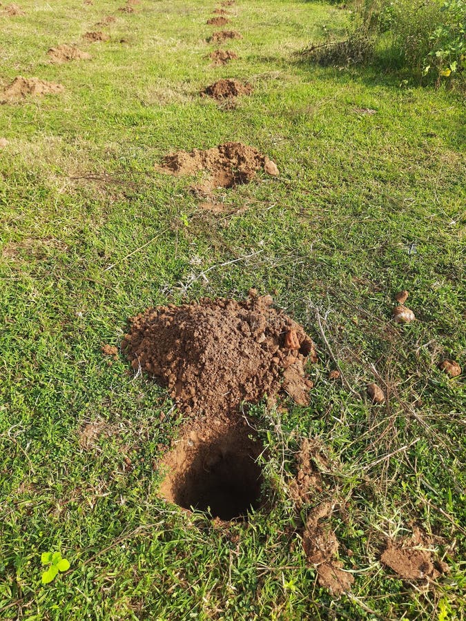 A Pit Dug for Planting a Sapling. Stock Image - Image of outdoor, land ...