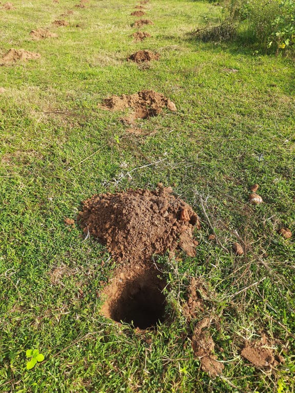 A Pit Dug for Planting a Sapling. Stock Image - Image of outdoor, land ...