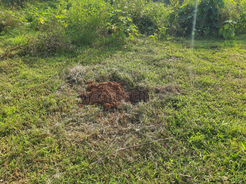 A Pit Dug for Planting a Sapling. Stock Photo - Image of environment ...