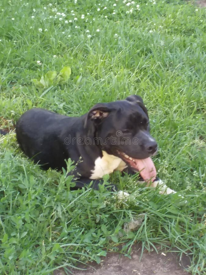 Pit stock photo. Image of outside, pitbull, baby - 93798648