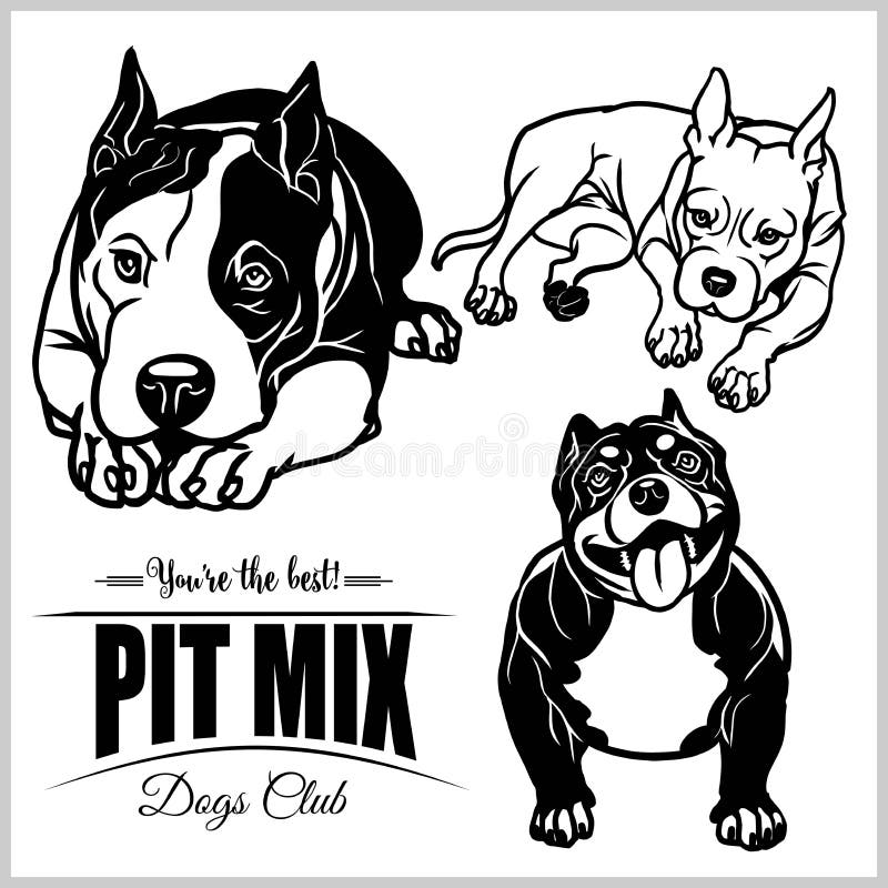 Labrador Retriever - Peeking Dogs - - Breed Face Head Isolated on White ...