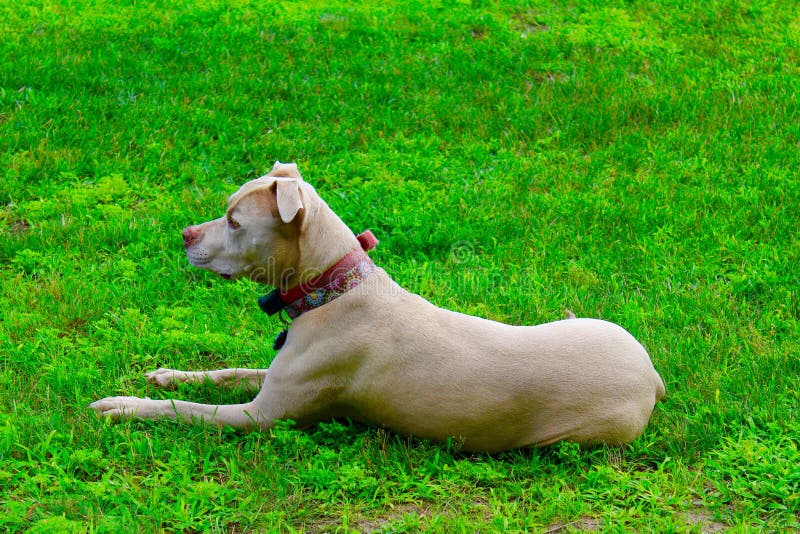 Pit Pull stock image. Image of green, stubborn, laying - 95801521