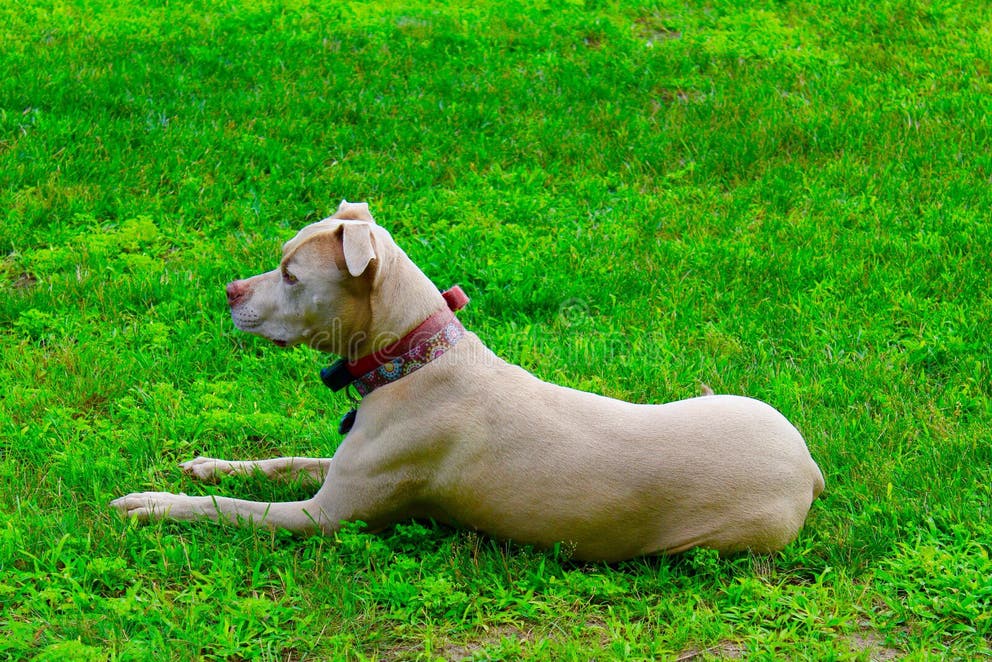 Pit Pull stock image. Image of green, stubborn, laying - 95801521