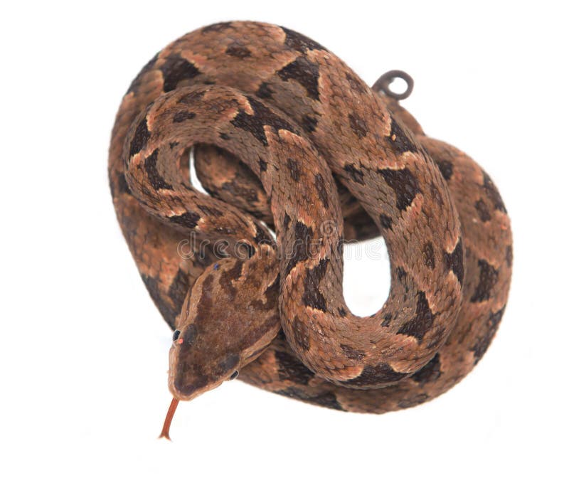 Baby Fer De Lance Snake in Costa Rica Stock Image - Image of costa ...