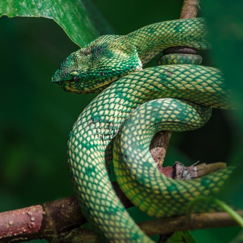 Green Viper Snake Wallpaper