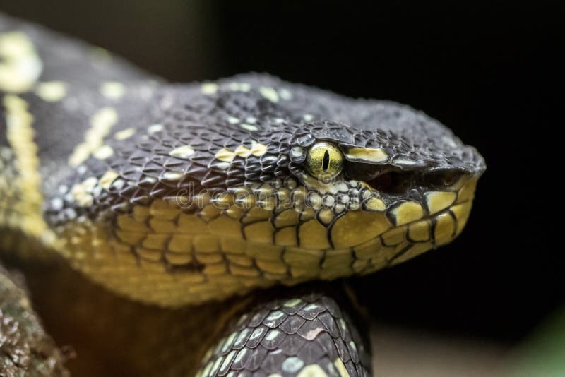 13,218 Viper Snake Photos - Free & Royalty-Free Stock Photos from ...