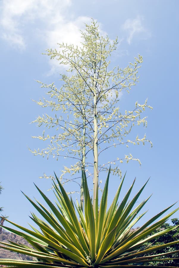 Pita plant stock image. Image of logs, grass, magic, nature - 71371647