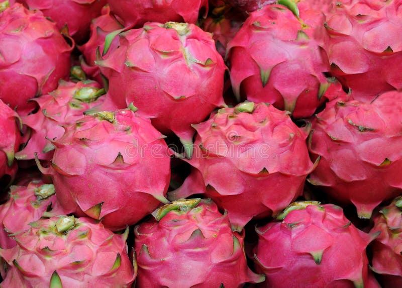 Pitahaya stock image. Image of rare, dragonfruit, exotic - 16637721