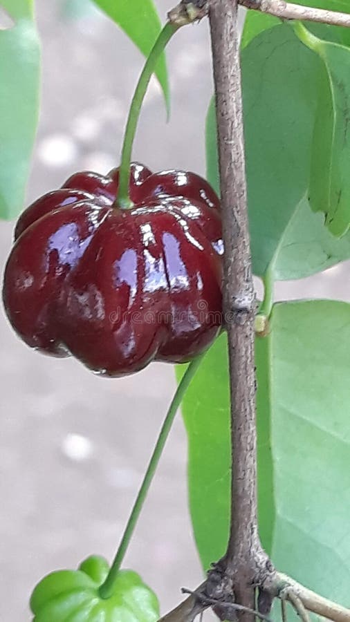 Pitanga Bright Dark Red Tropical Fruit Stock Image - Image of dark ...