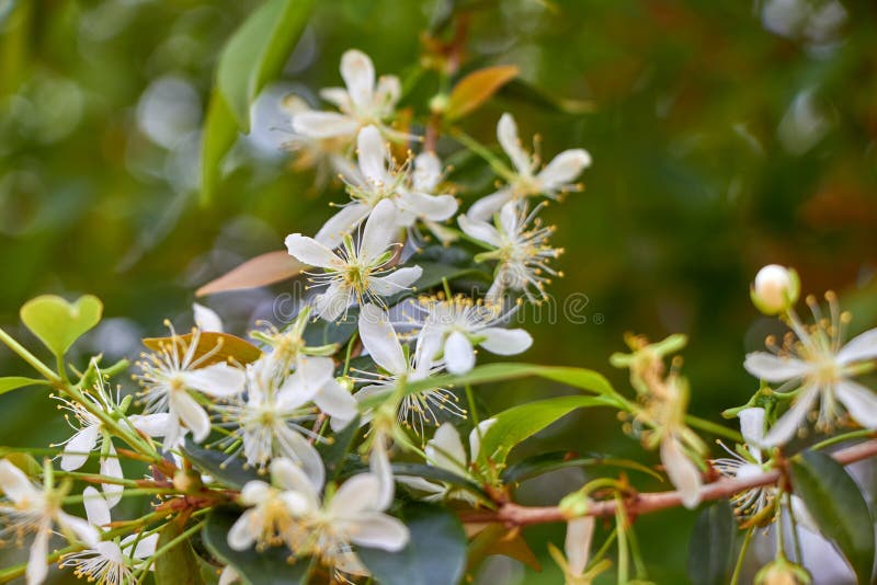 Pitanga stock photo. Image of beauty, exotic, white, cherry - 34456672