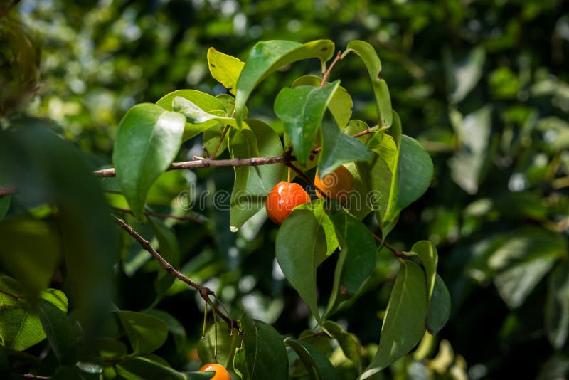 Pitanga Fruits On Attached By Stem Stock Image - Image of fully ...