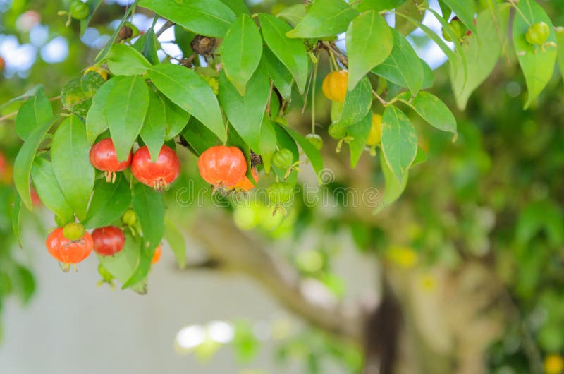 Brazilian Cherry (Pitanga) On Tree Stock Photo - Image of brazilian ...